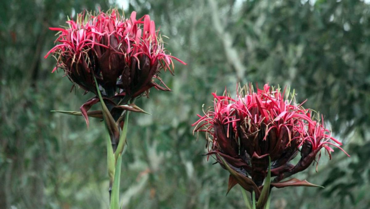 The Gymea Lily - Gymea Lily Psychotherapy